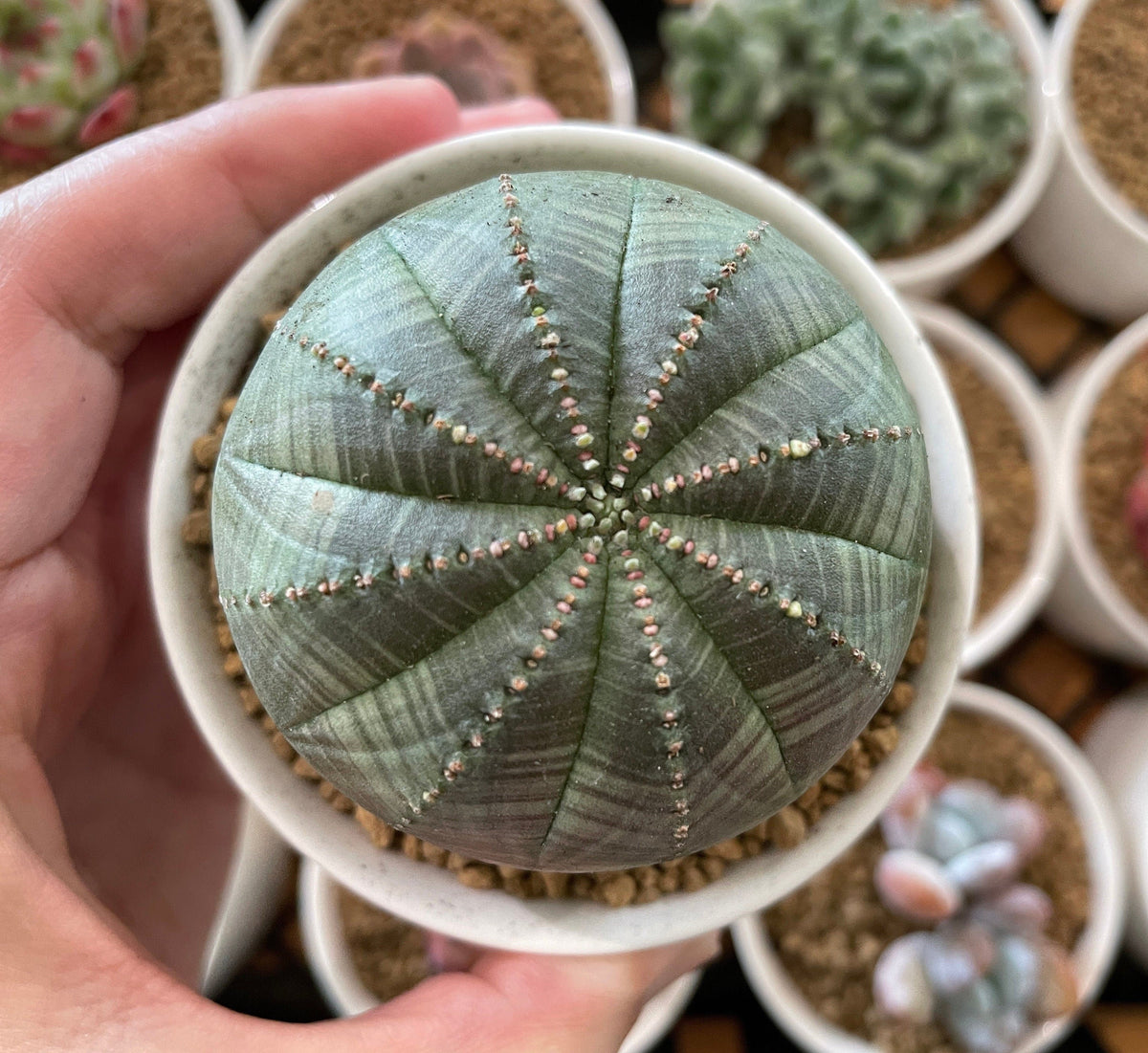 Rare Euphorbia - Euphorbia Obesa (2")– 1am Succulents
