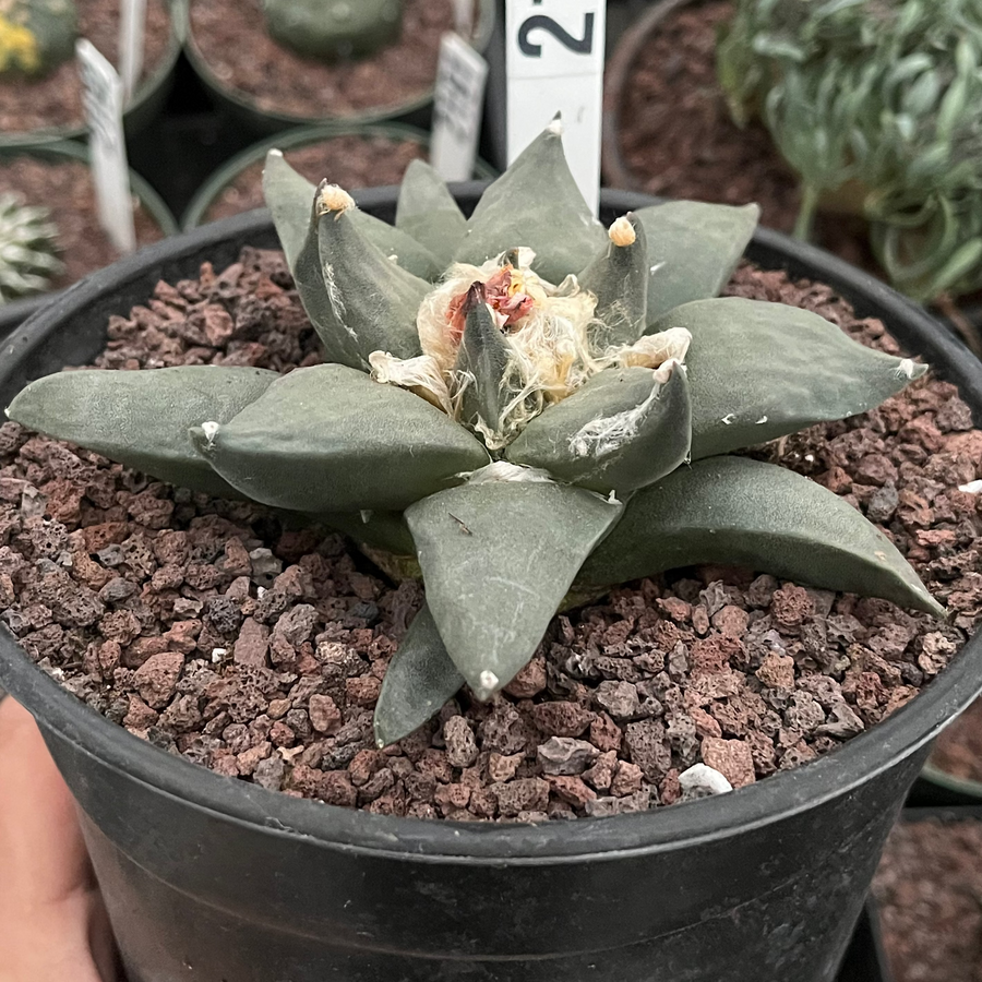 Rare Cactus, Ariocarpus Trigonus Seed Grown– 1am Succulents