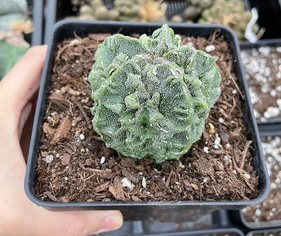 Rare Cactus - Astrophytum Myriostigma cv. Fukuryu (3"-4")– 1am Succulents