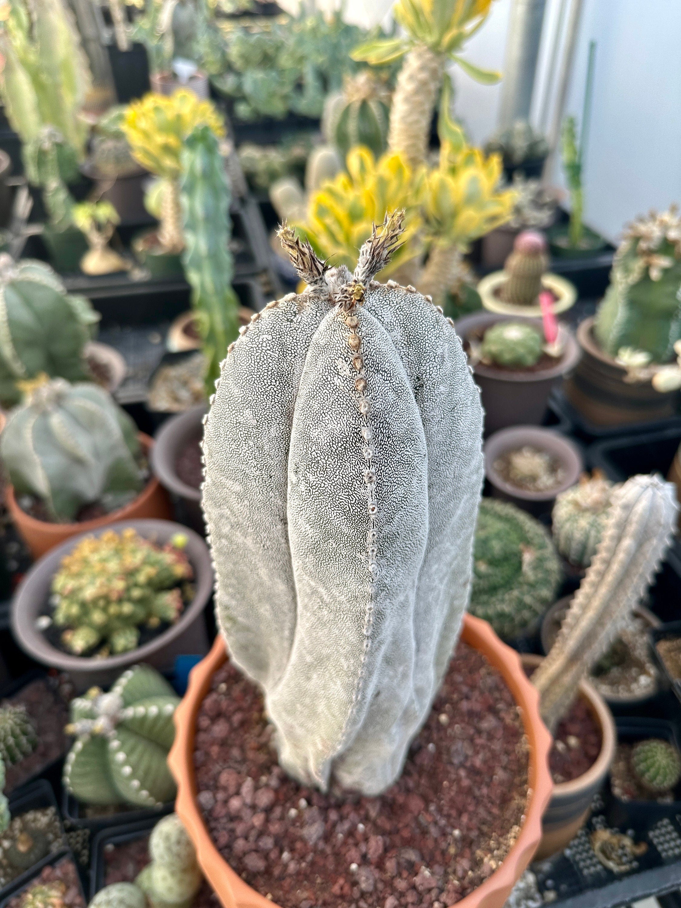 Rare Cactus - Astrophytum Onzuka 11” (1)– 1am Succulents
