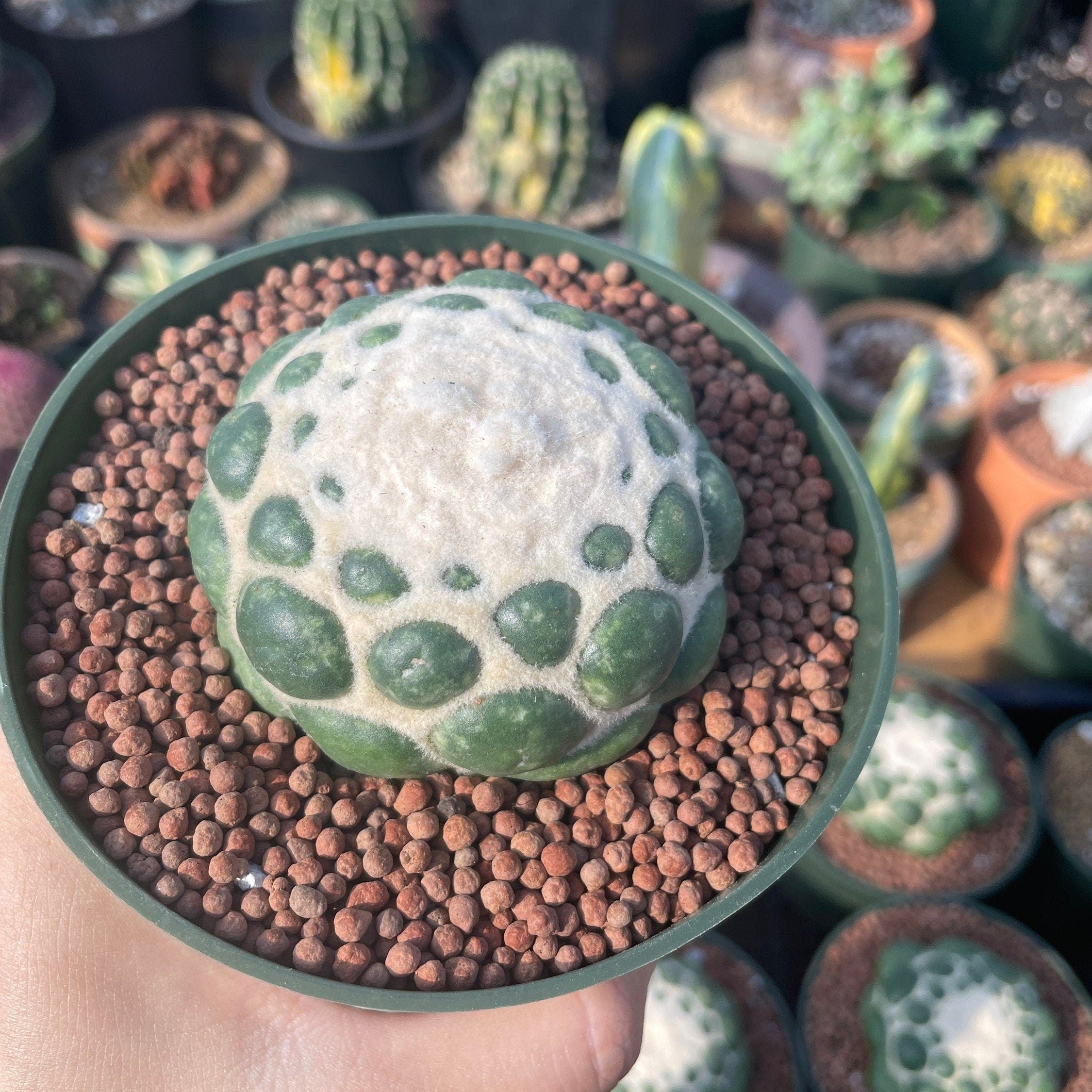 Rare Cactus - Coryphantha elephantidens cv. Inermis (5")– 1am Succulents