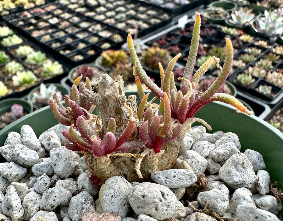 Rare Caudex - Phyllobolus Resurgens, old Stem– 1am Succulents