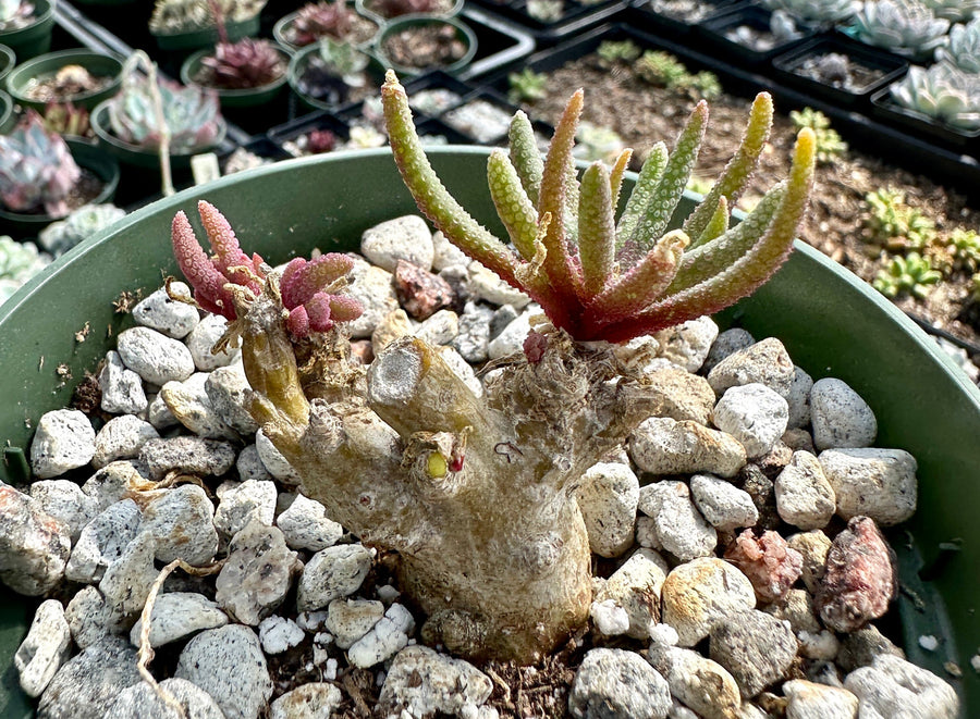 Rare Caudex - Phyllobolus Resurgens, old Stem– 1am Succulents