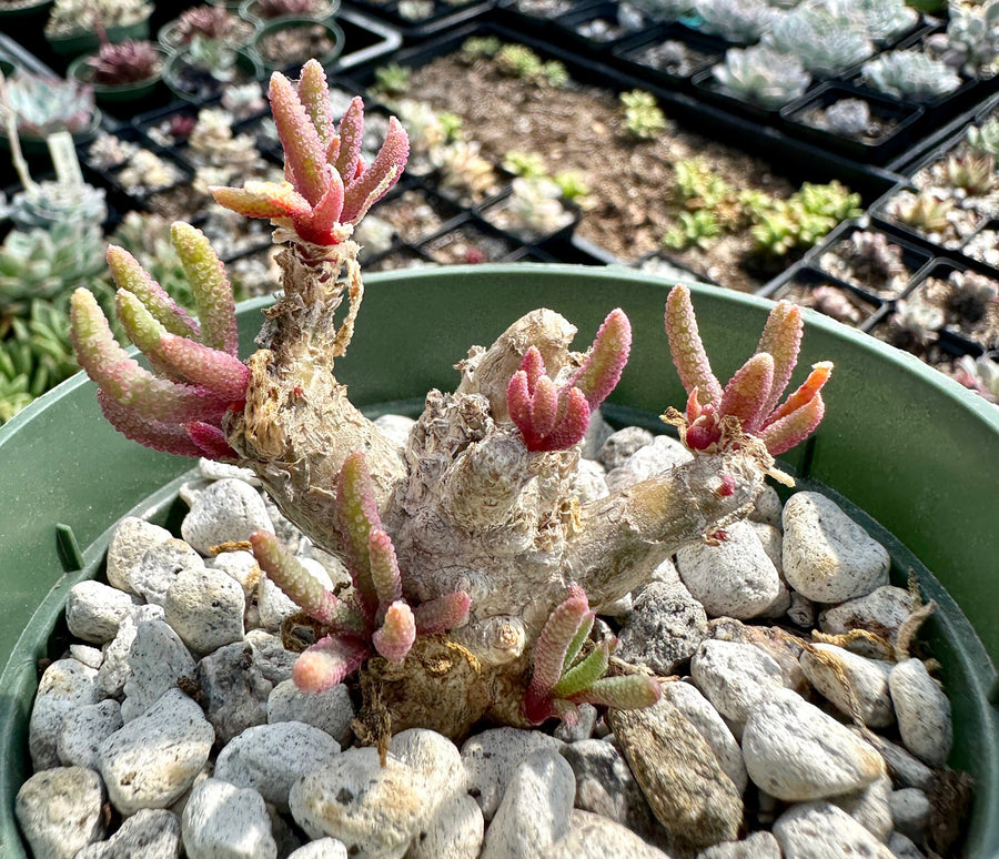 Rare Caudex - Phyllobolus Resurgens, old Stem– 1am Succulents