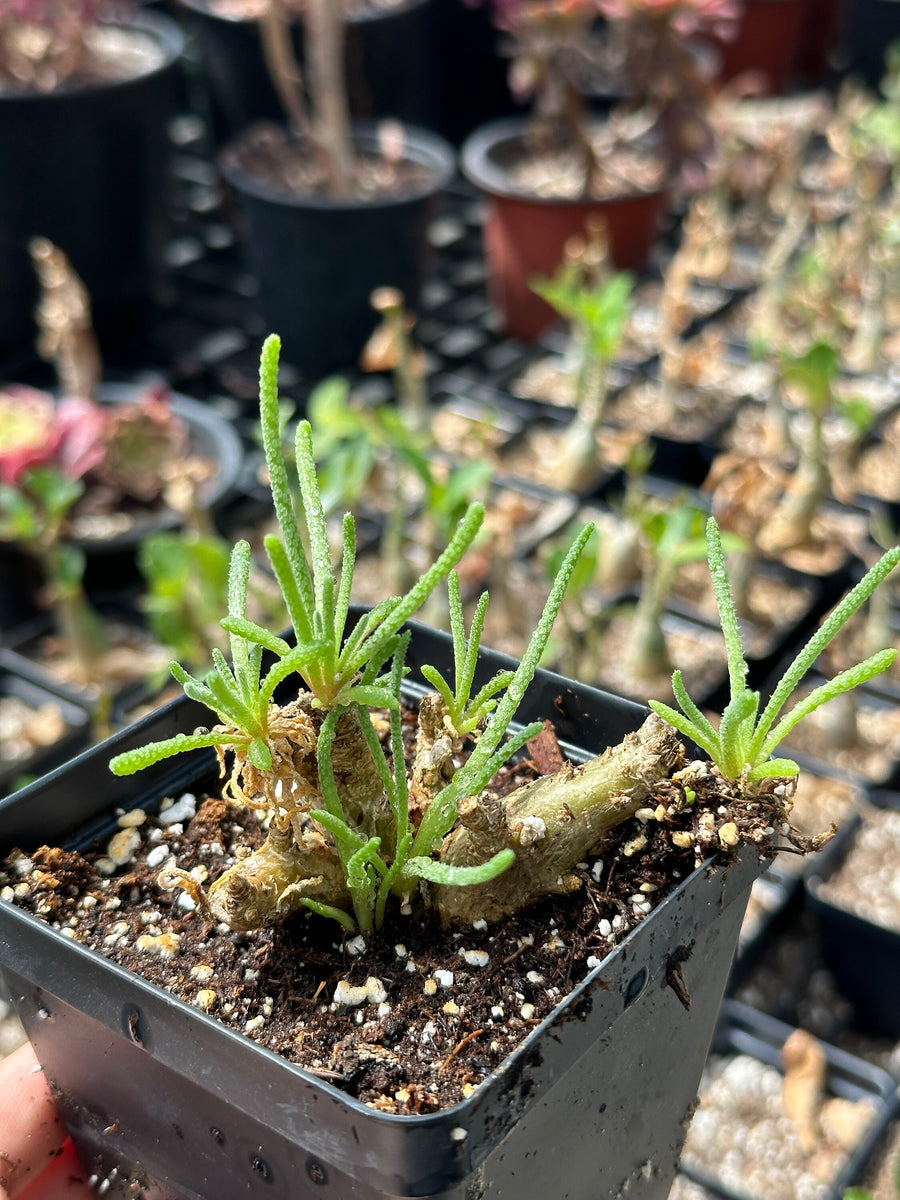 Rare Caudex - Phyllobolus Resurgens, old Stem– 1am Succulents