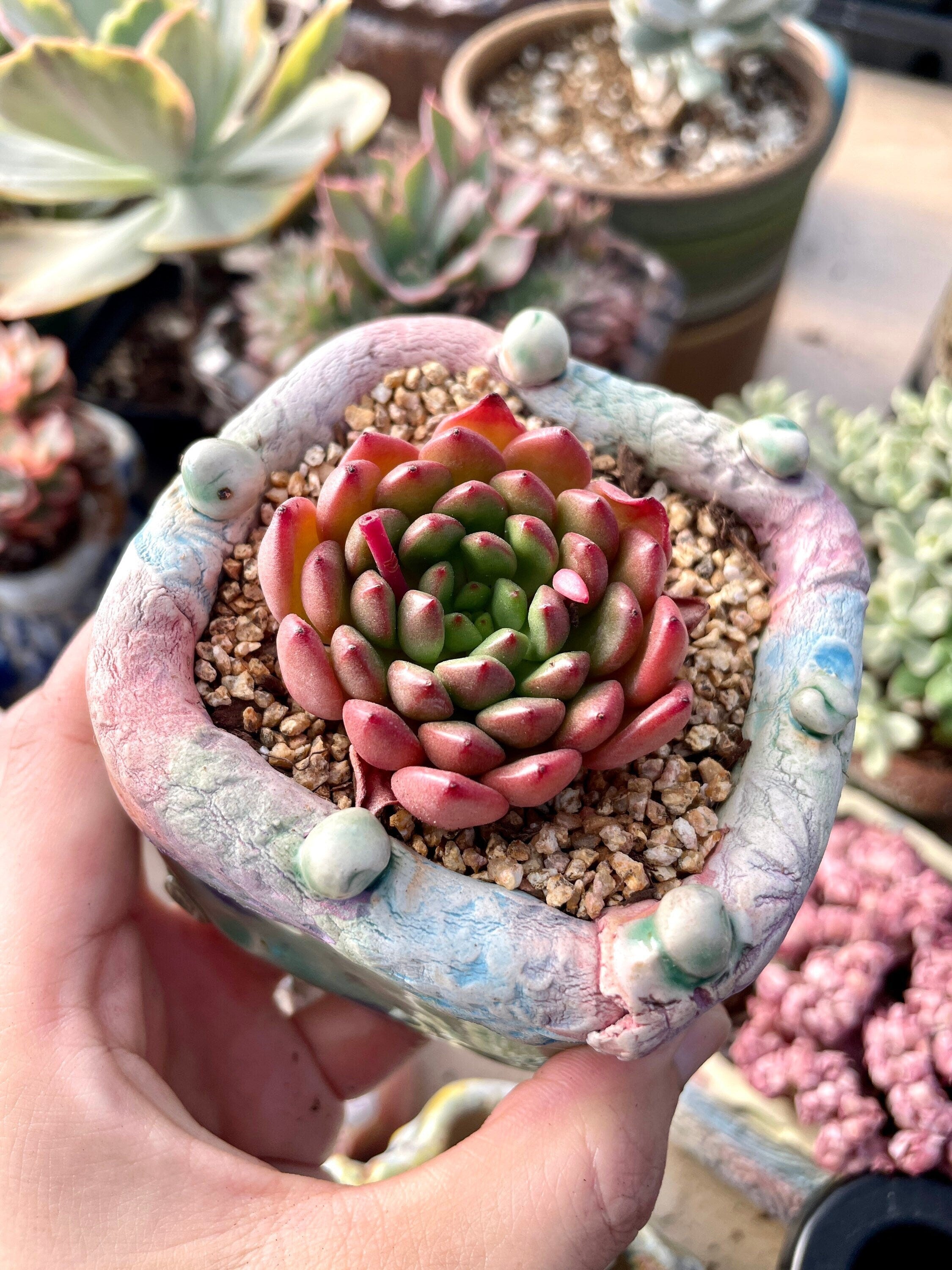 Rare Succulents - Sedeveria Pink Ruby (2.5")– 1am Succulents