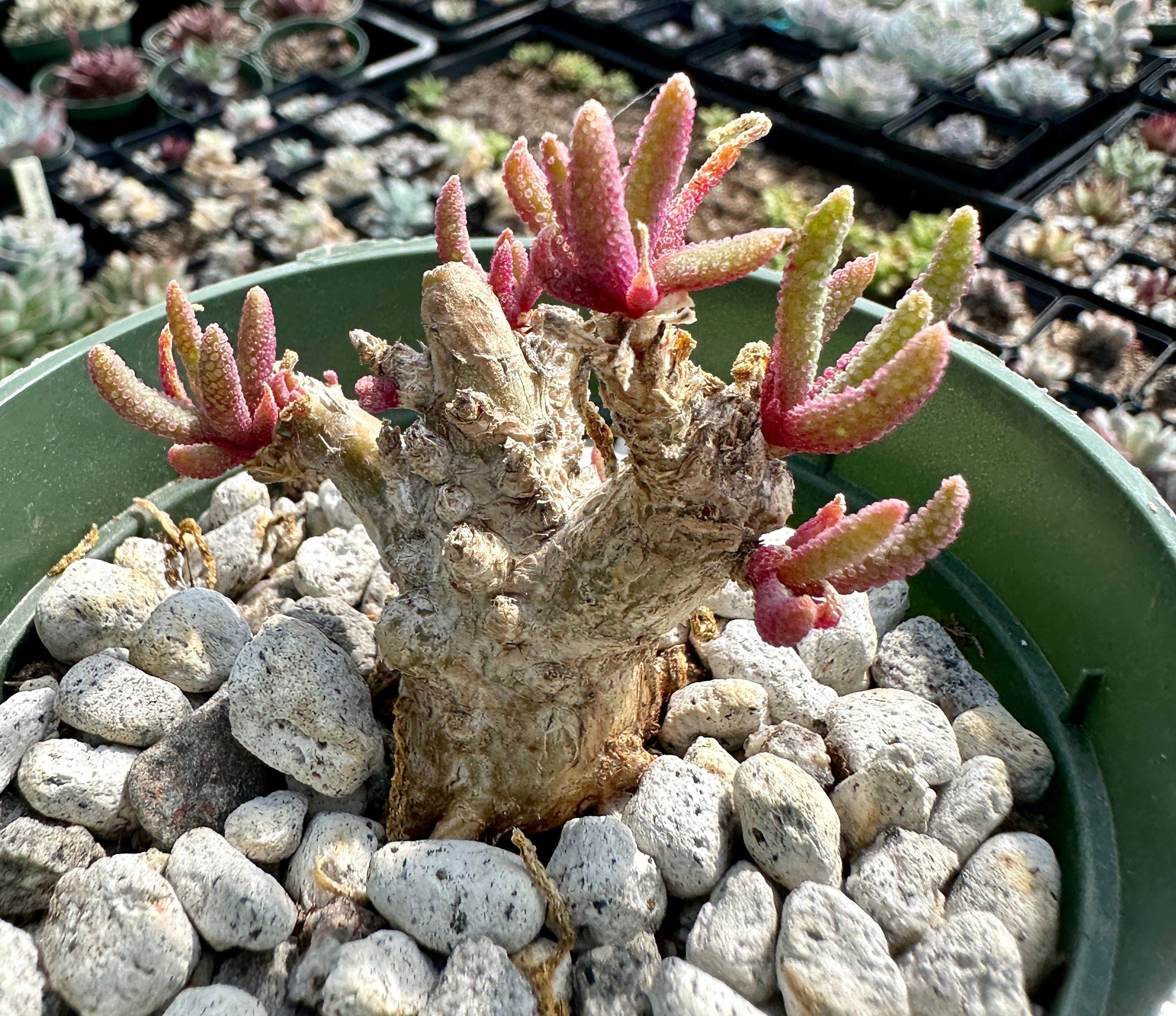 Rare Caudex - Phyllobolus Resurgens, old Stem– 1am Succulents