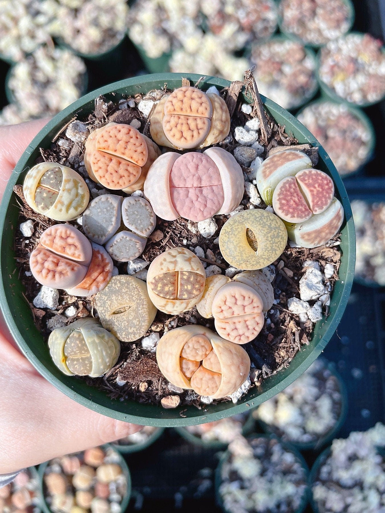 Rare Succulents - Lithops spp. (0.5")– 1am Succulents