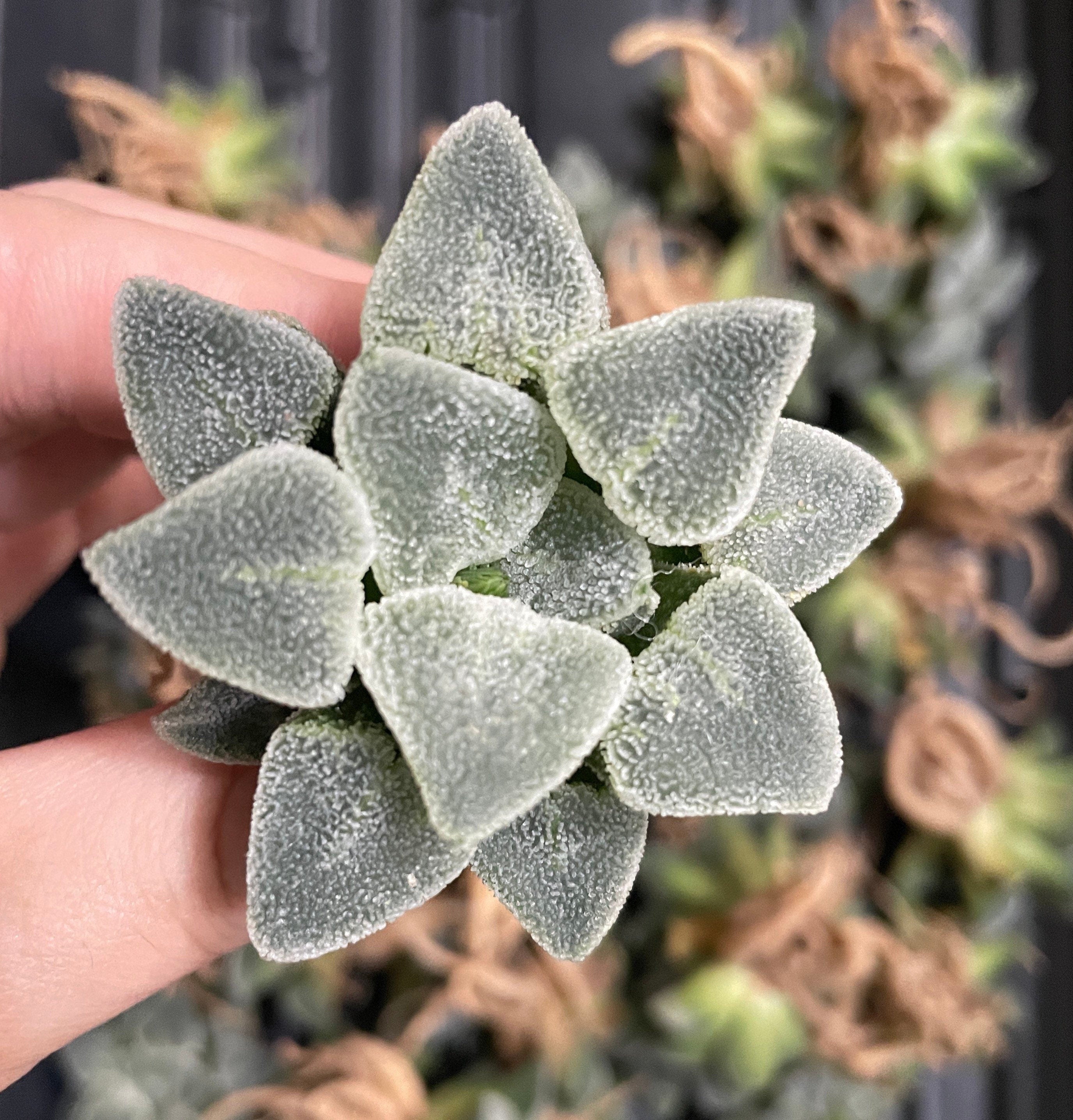 Rare Succulents - Haworthia Ice Diamond (2")– 1am Succulents