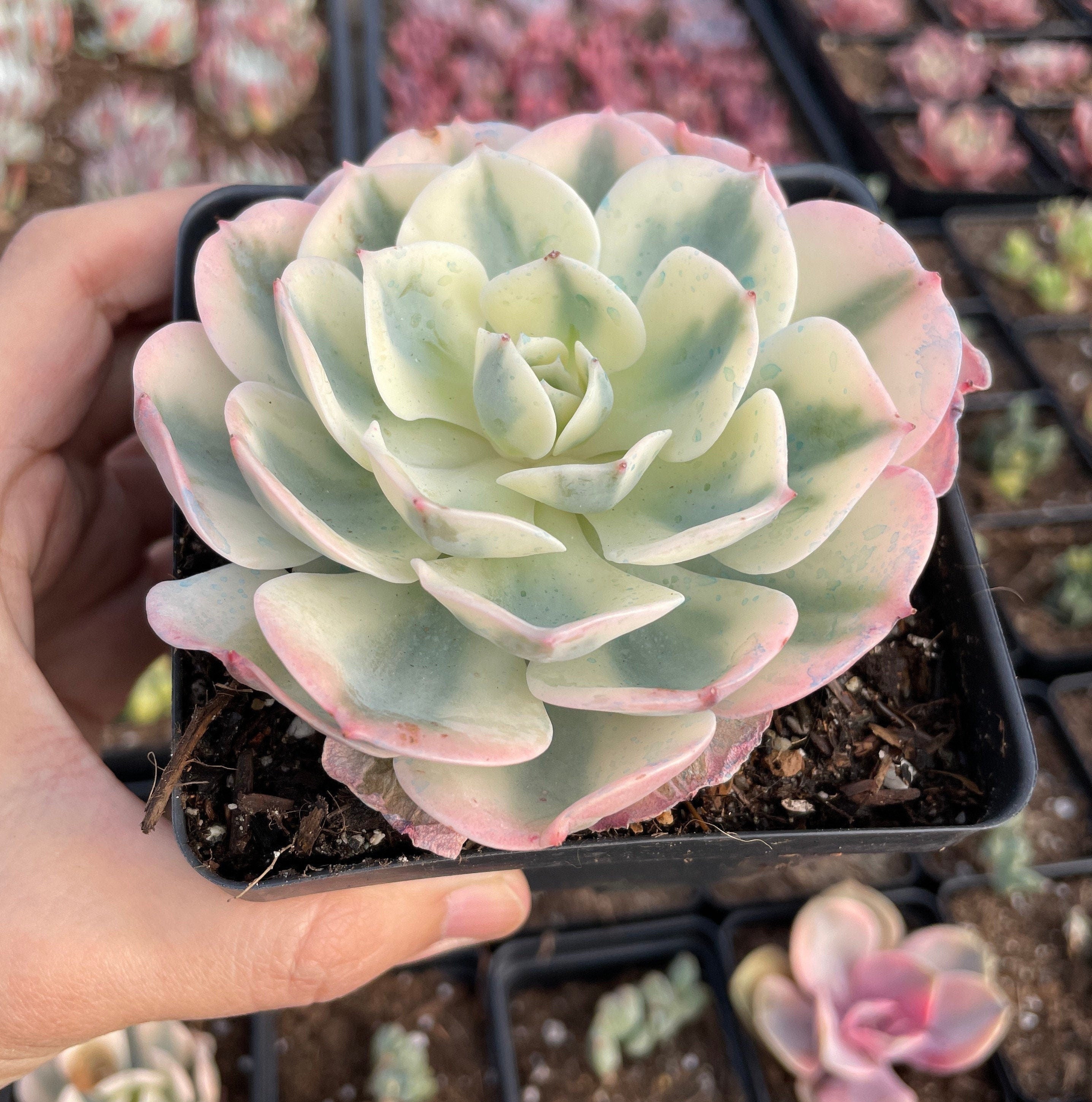 Rare Succulents - Echeveria Lenore Dean variegated (2.5"-3.5")– 1am Succulents