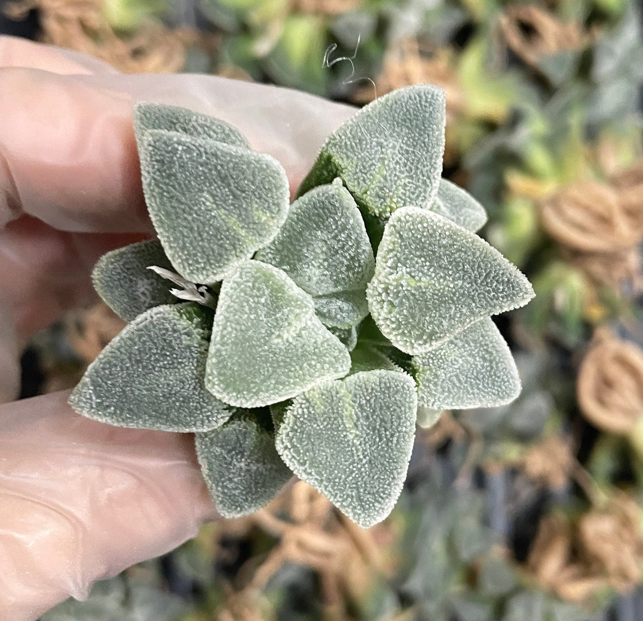 Rare Succulents - Haworthia Ice Diamond (2")– 1am Succulents