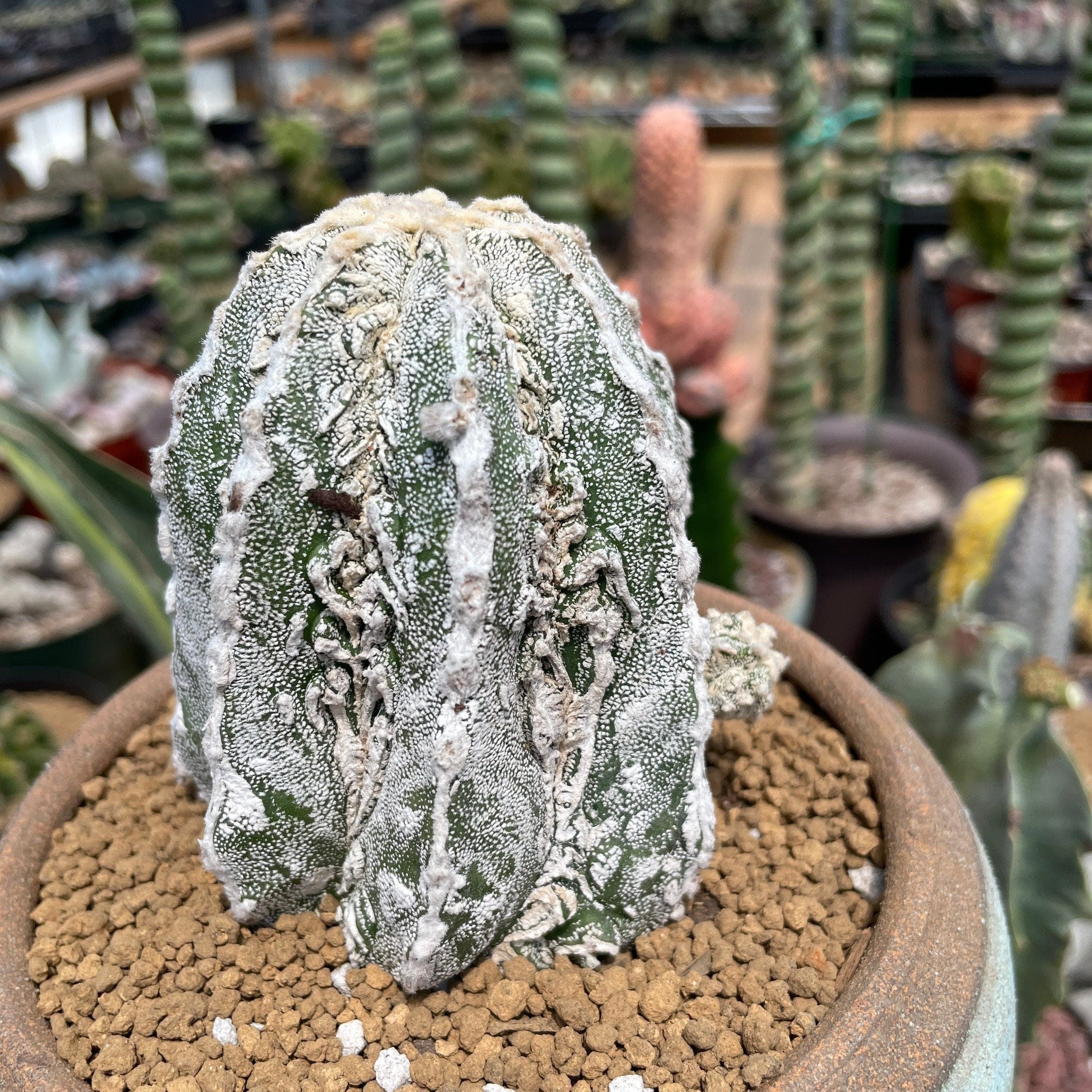 Rare Cactus - Astrophytum Myriostigma cv. onzuka Fukuryu– 1am Succulents
