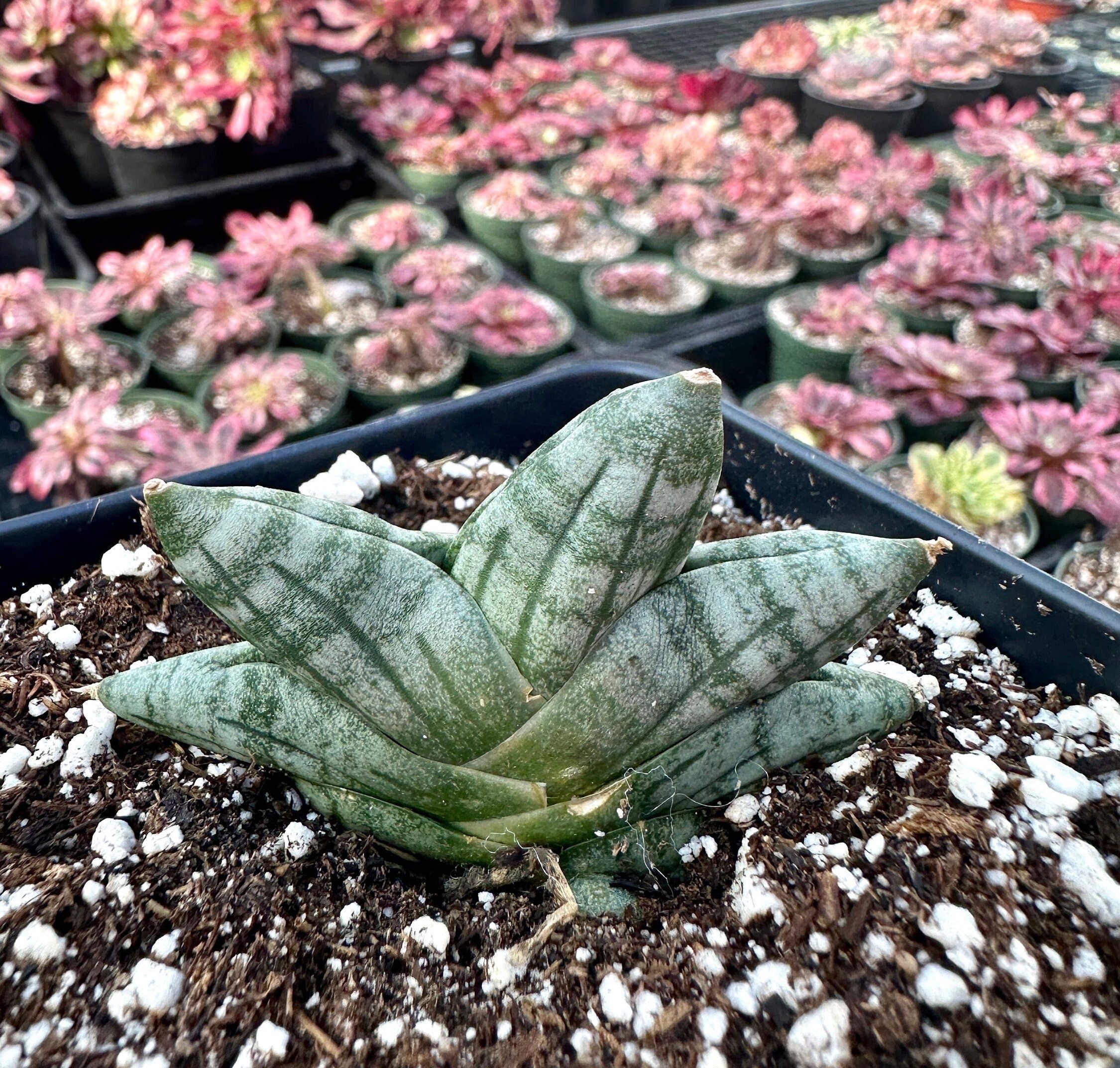 Rare Succulents - Sansevieria Mini Boncel, Christmas Tree– 1am Succulents