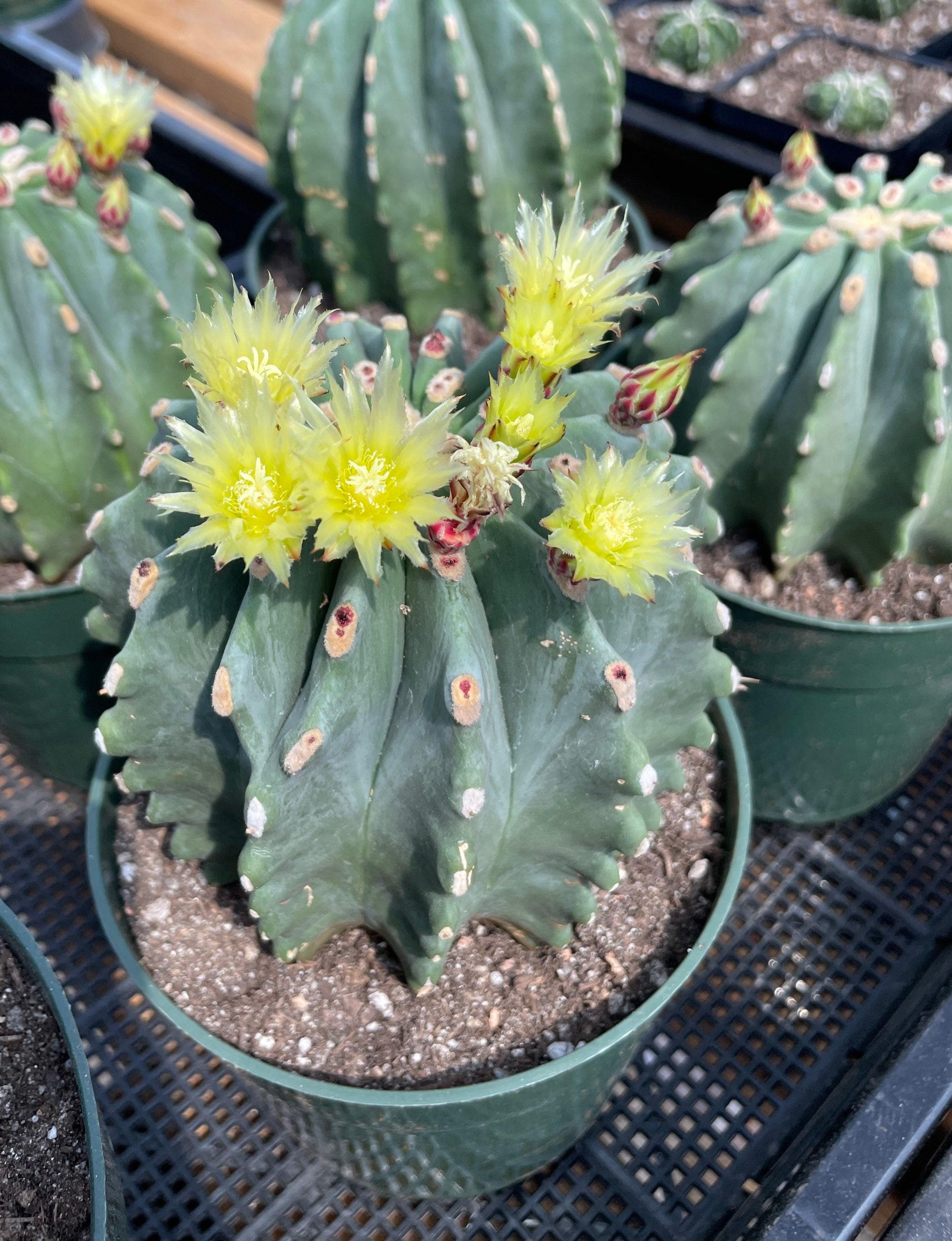 Ferocactus Glaucescens Inermis 3 inch, Rare Cactus Stunning Succulent ...