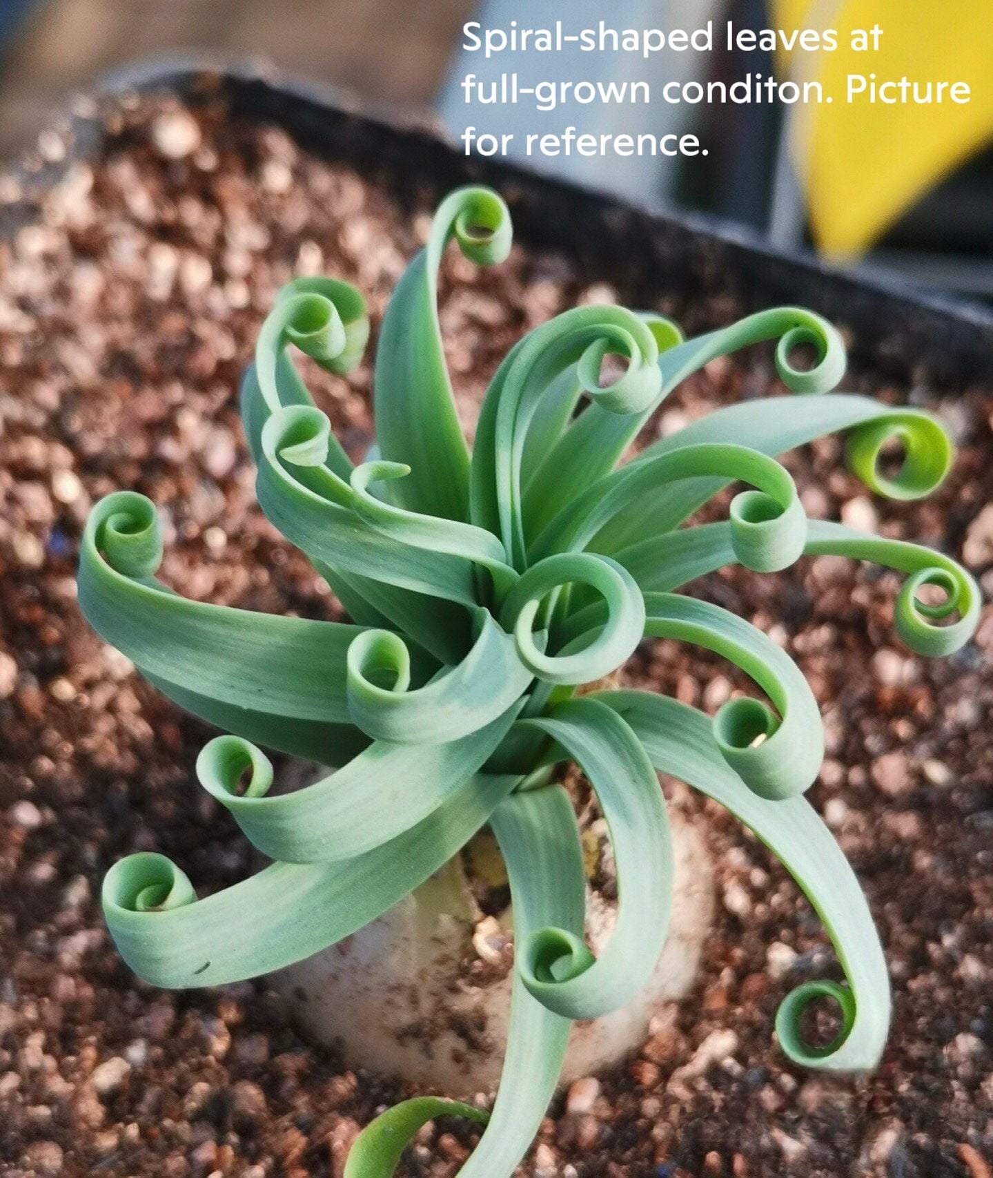 Rare Succulents - Albuca Concordiana (bulb only), 0.5"-1"– 1am Succulents