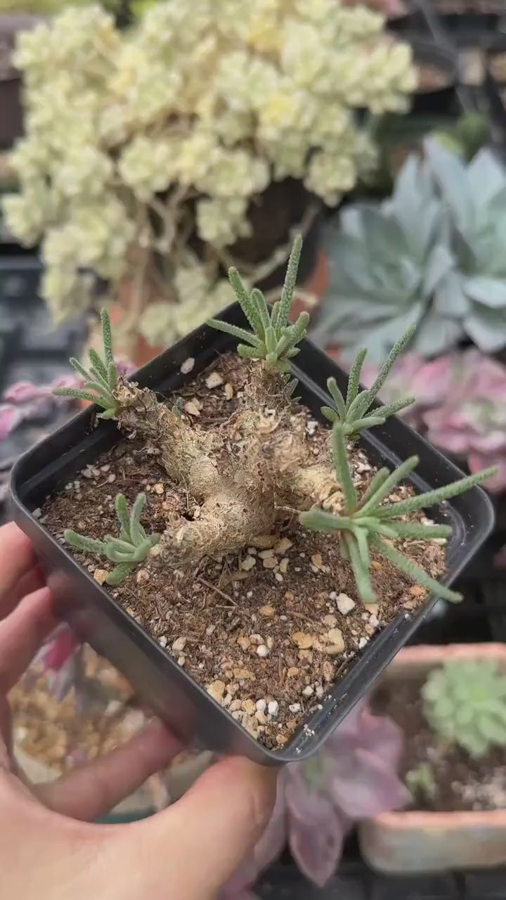 Rare Caudex - Phyllobolus Resurgens, old Stem– 1am Succulents